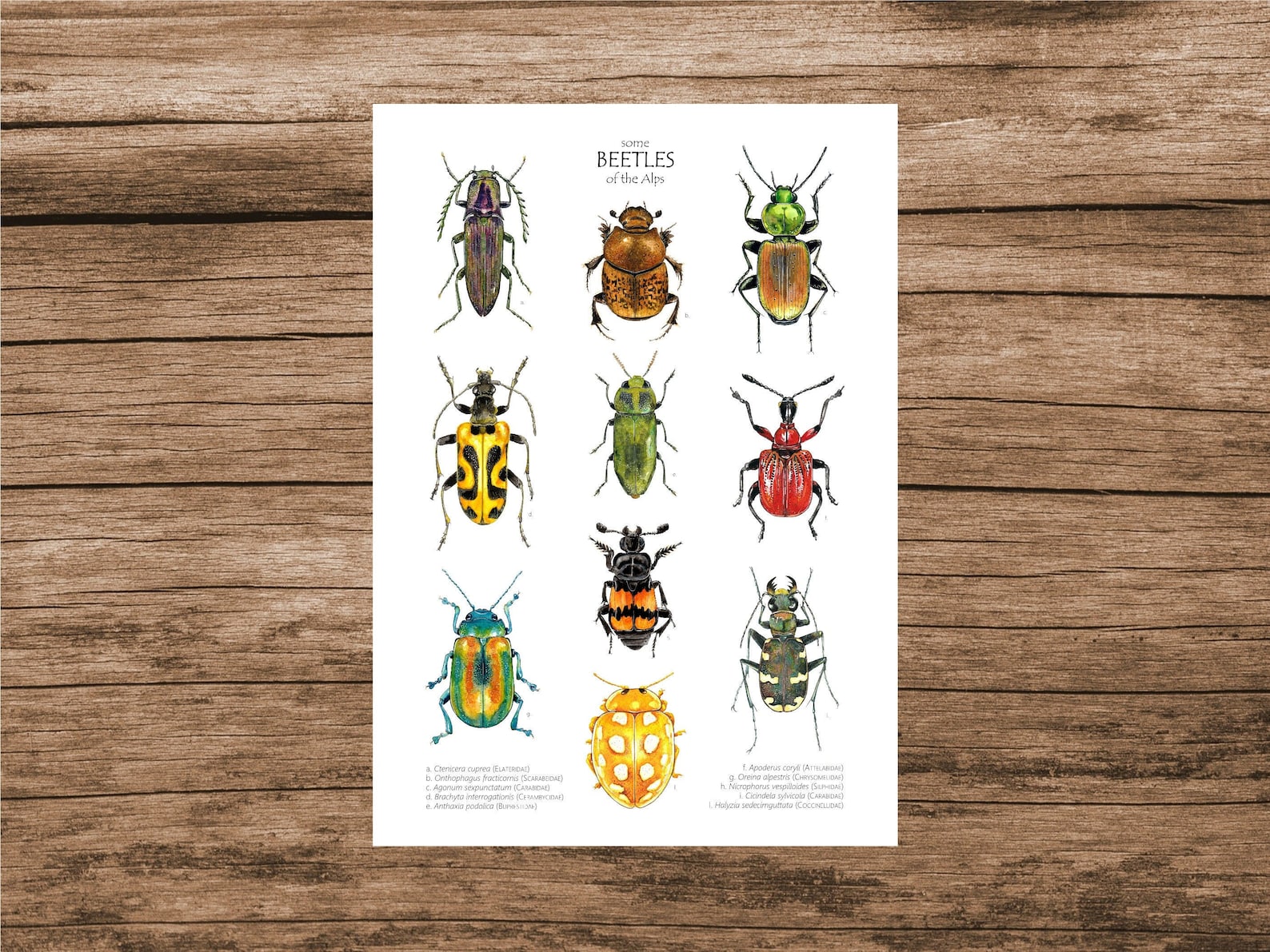 Insect Poster, Insect Print, Watercolour Illustration, PDF, Digital A3 ...
