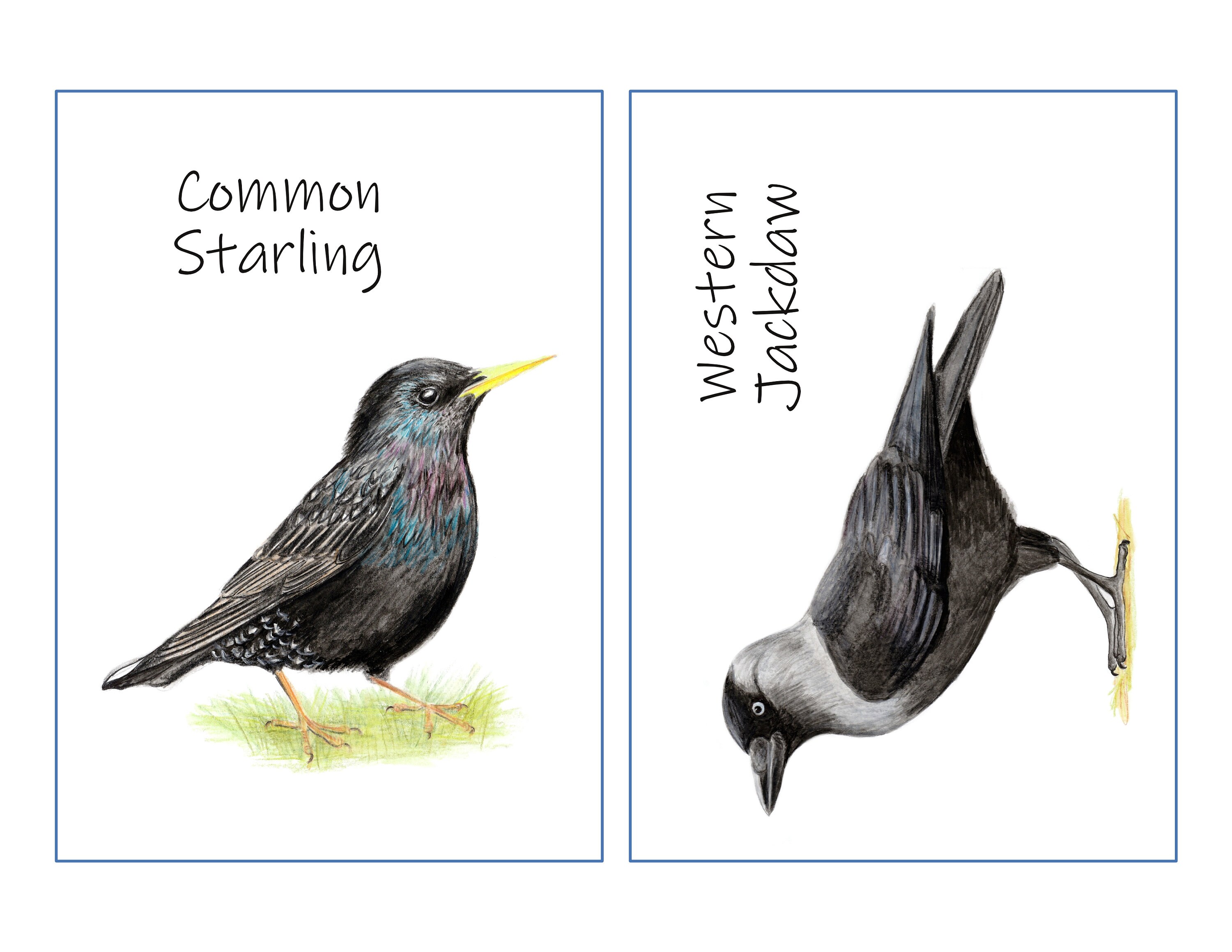 LARGE OUTDOOR Nature Memory Card Game, Birds, Children Game, Printable ...