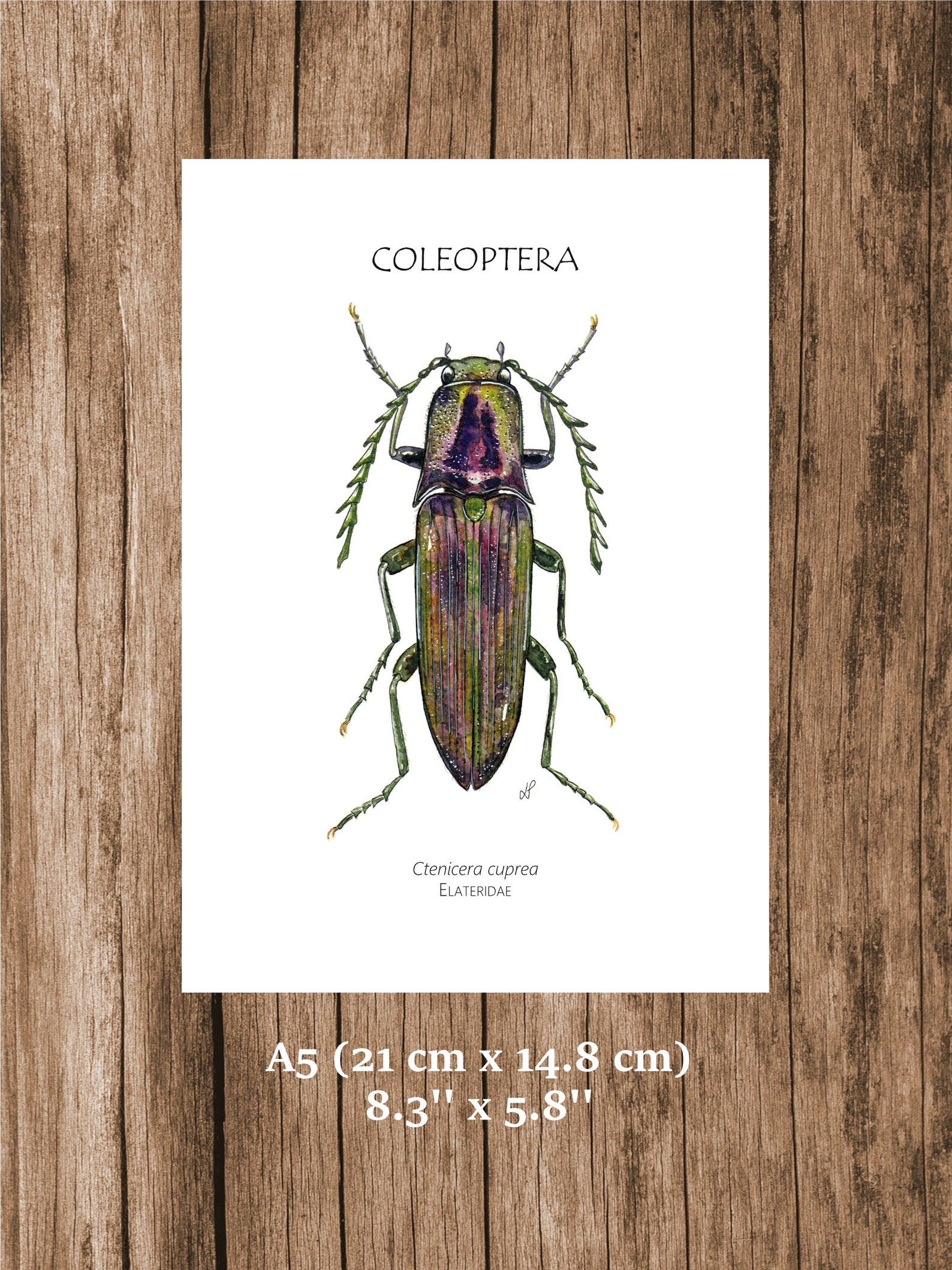 Insect Poster, Insect Print, Watercolour Illustration, Printable Art ...