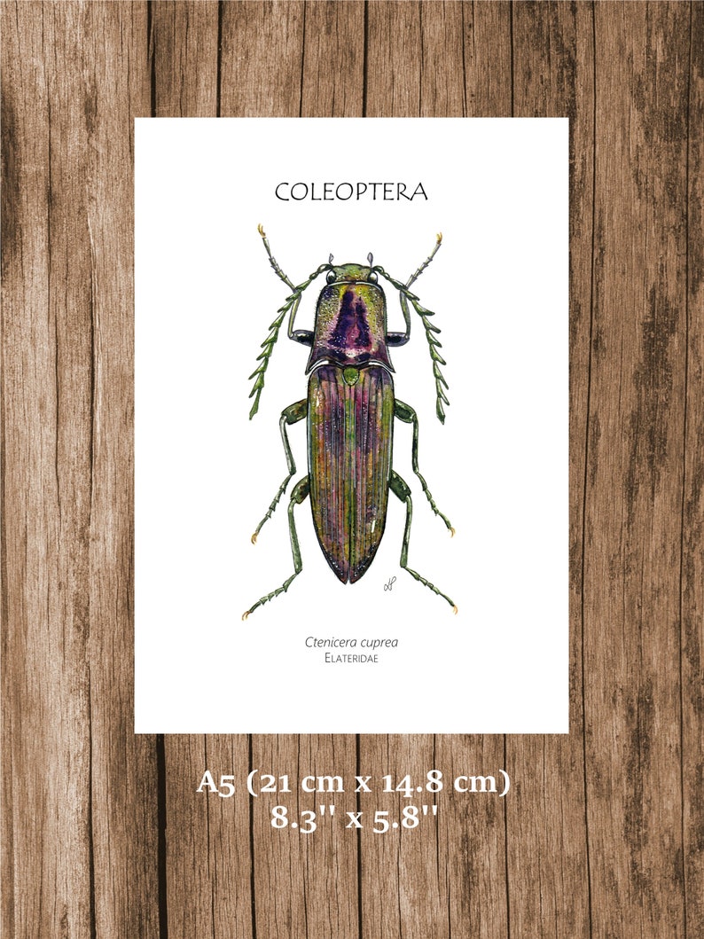 Insect Poster, Insect Print, Watercolour Illustration, Printable Art ...