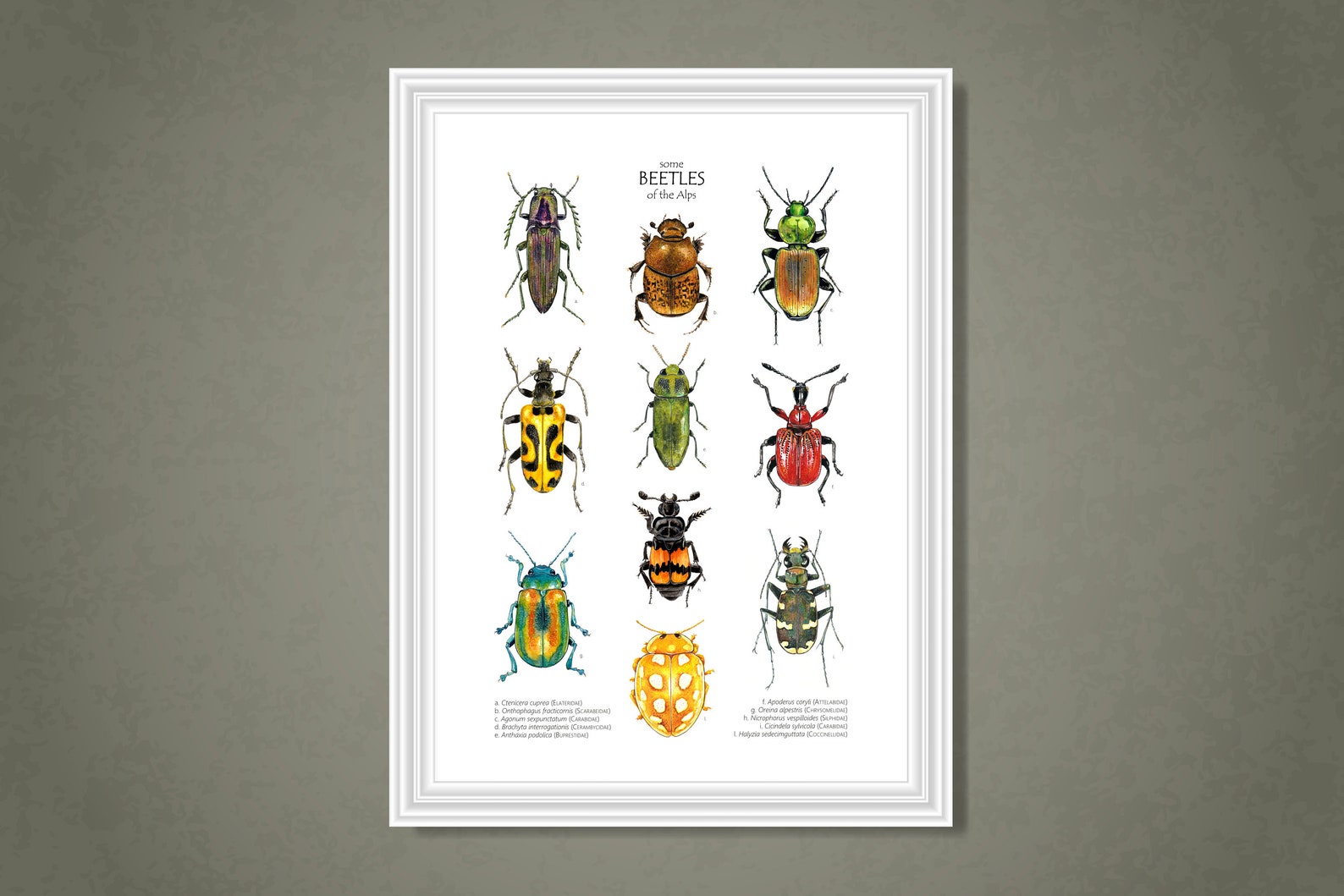 Insect Poster, Insect Print, Watercolour Illustration, PDF, Digital A3 ...
