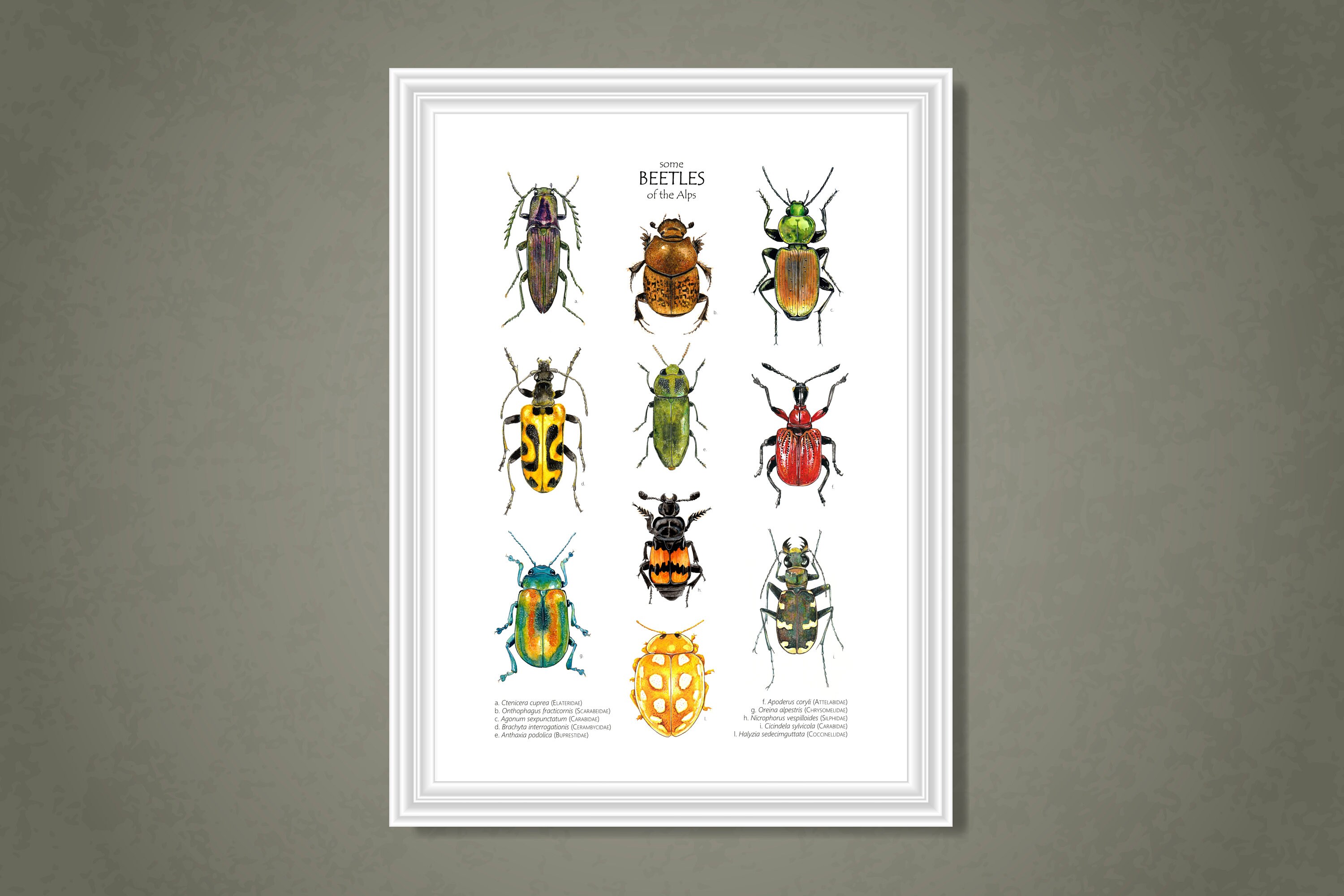 Insect Poster, Insect Print, Watercolour Illustration, PDF, Digital A3 ...