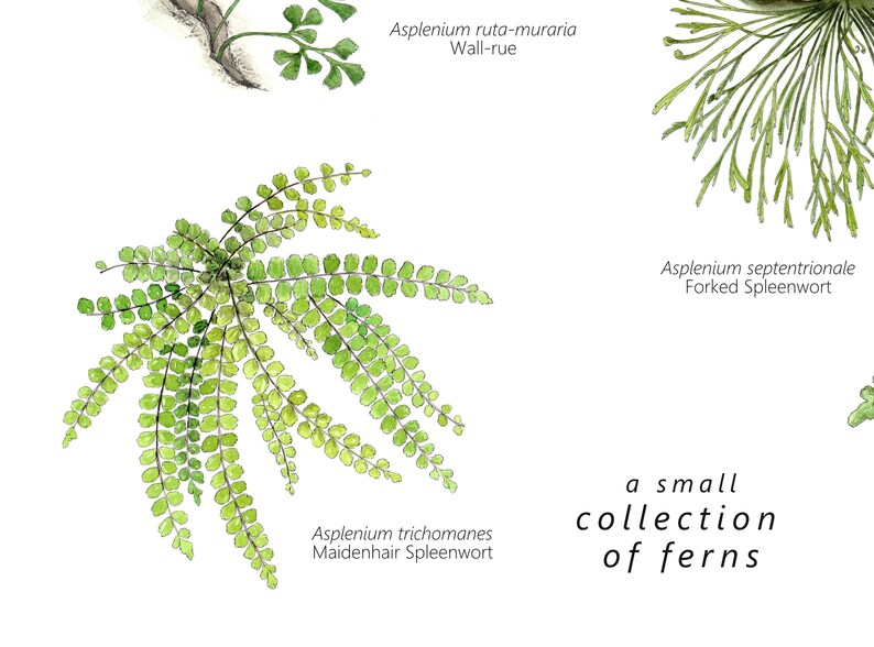 Fern Poster, Wall Art, Fern Print, Plant Printable Art, Digital A3 ...