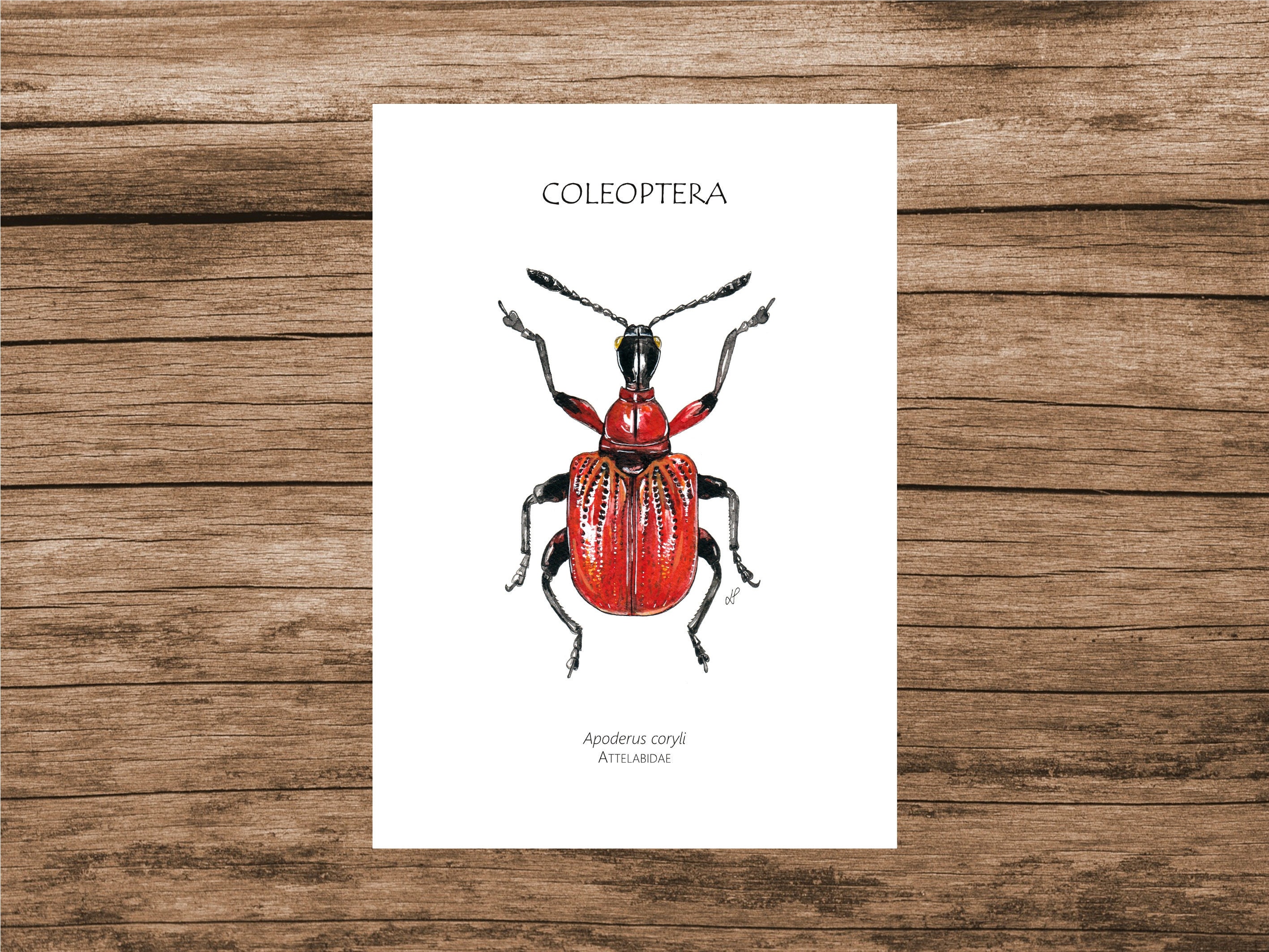 Buy Insect Poster, Insect Print, Watercolour Illustration, Printable ...