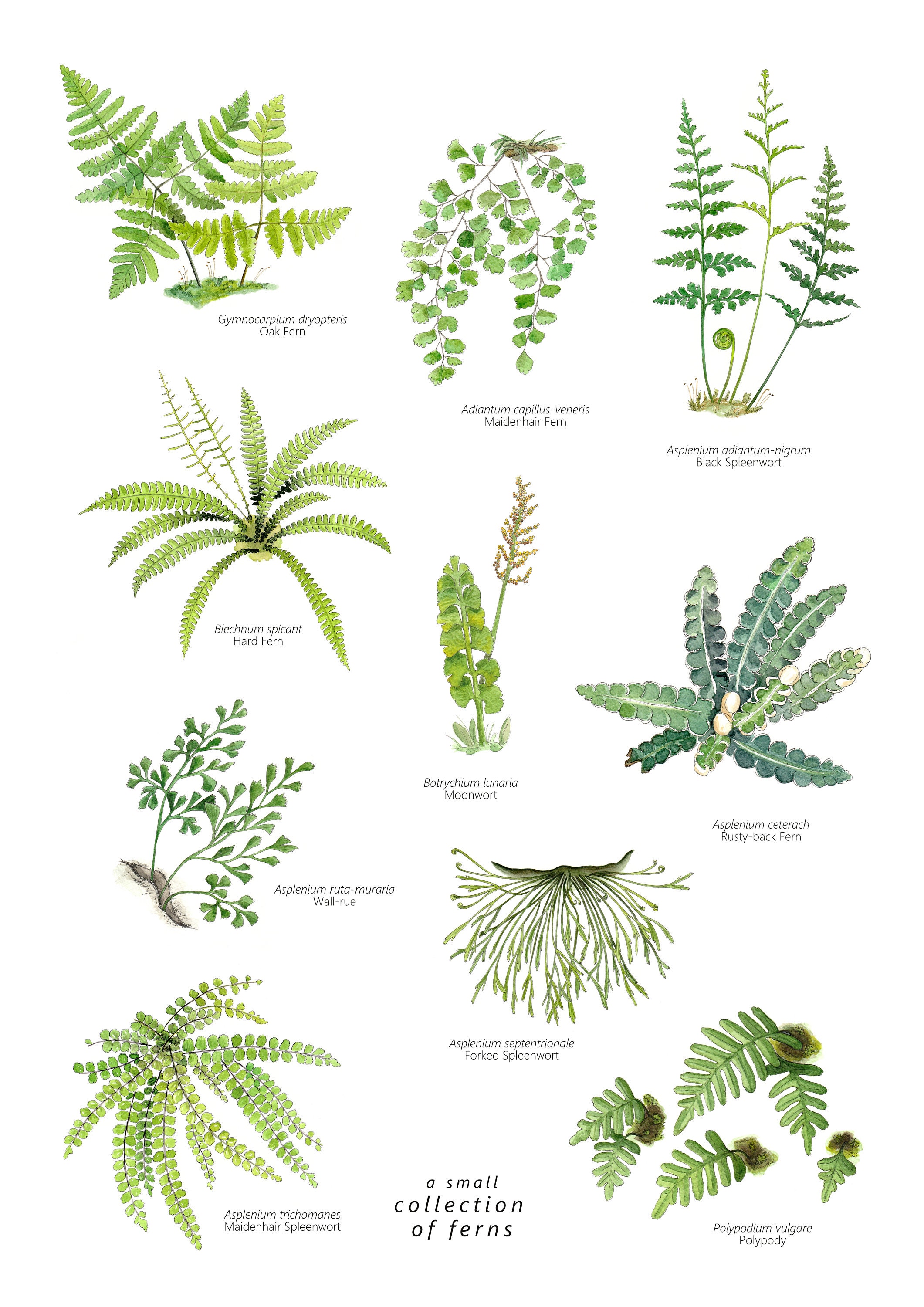 Fern Poster, Wall Art, Fern Print, Plant Printable Art, Digital A3 ...