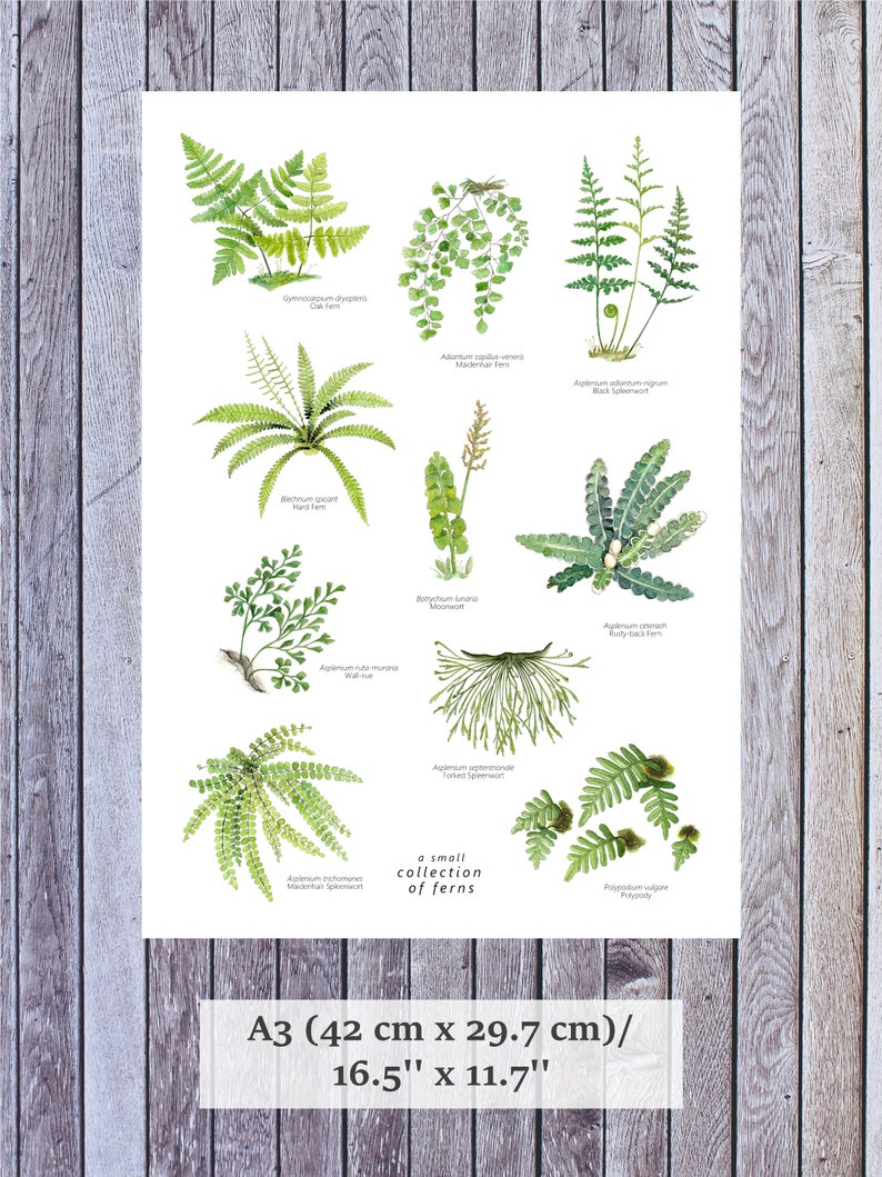 Fern Poster, Wall Art, Fern Print, Plant Printable Art, Digital A3 ...