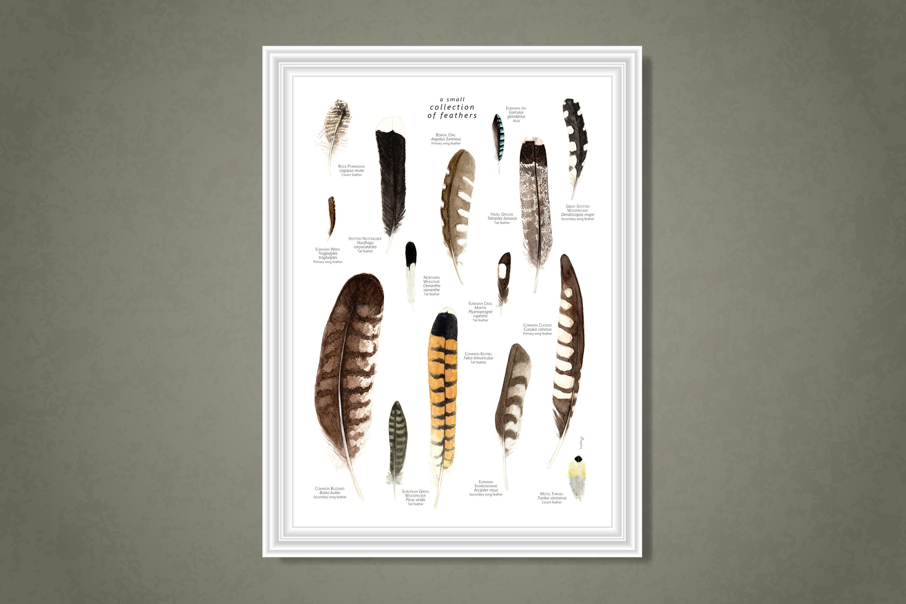 Feather Poster, Bird Print, Bird Illustration, Wall Art, Printable Art ...
