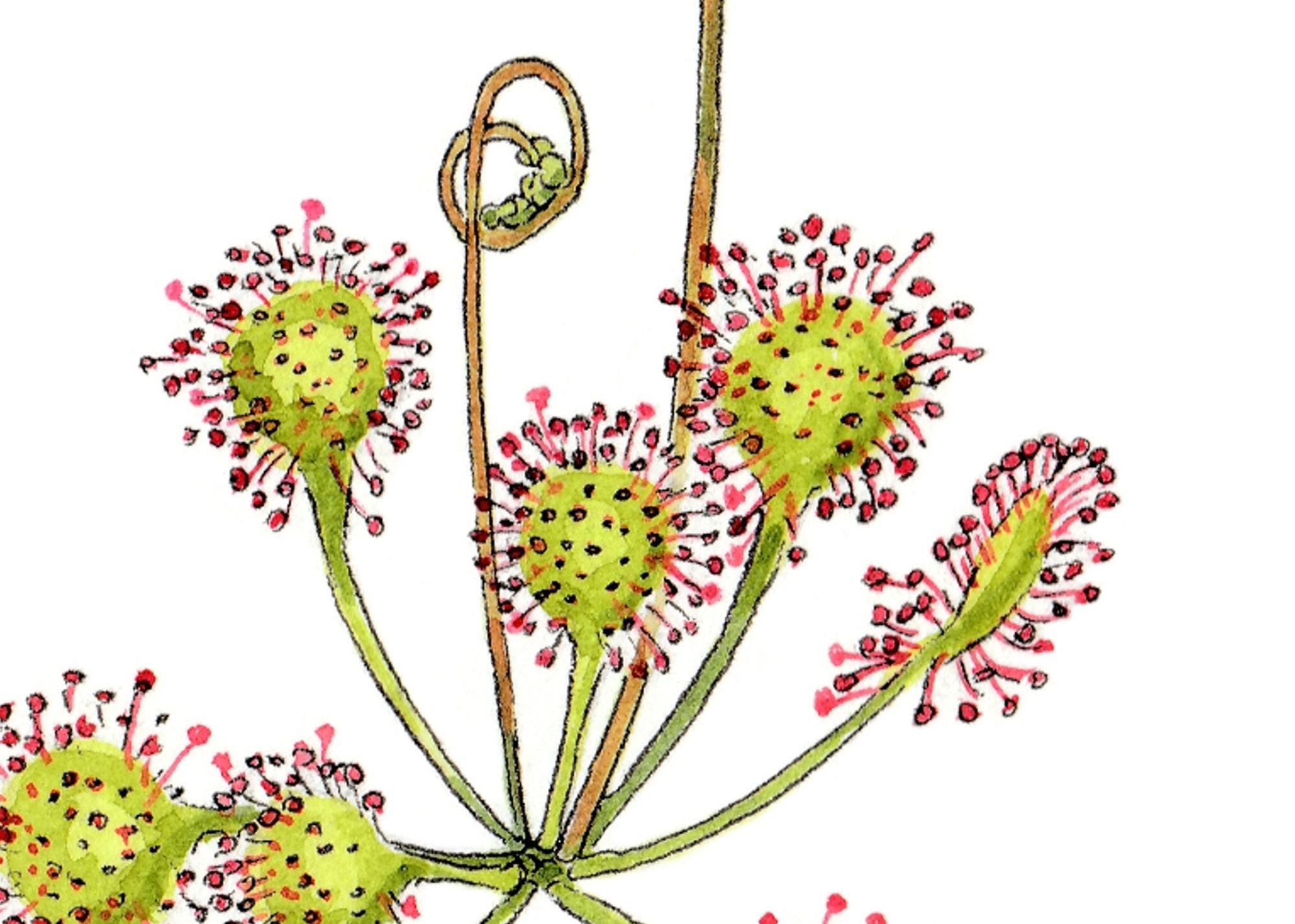 Carnivorous Plant, Plant Poster, Wall Art, Plant Printable Art, Digital ...