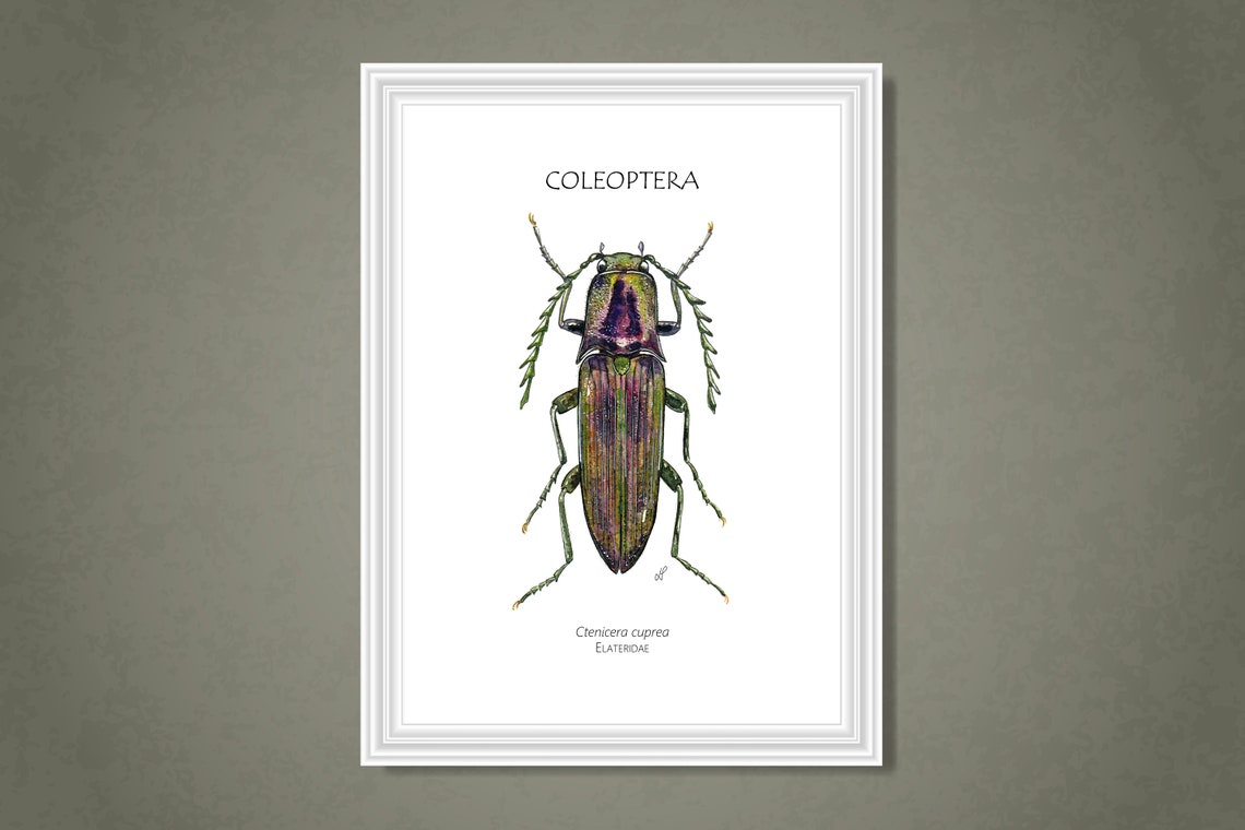 Insect Poster, Insect Print, Watercolour Illustration, Printable Art ...