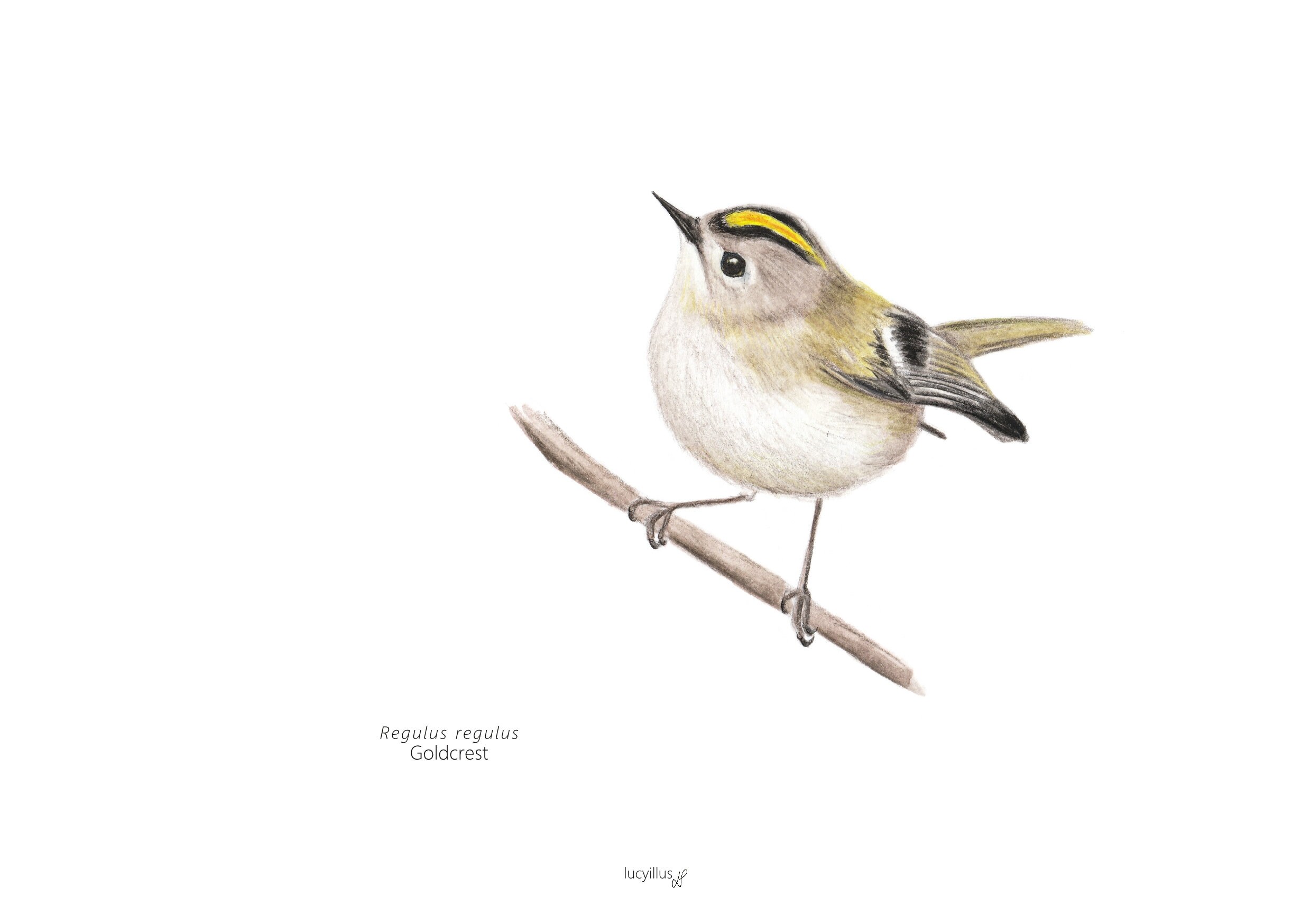 Bird Poster Bird Print Bird Illustration Wall Art - Etsy