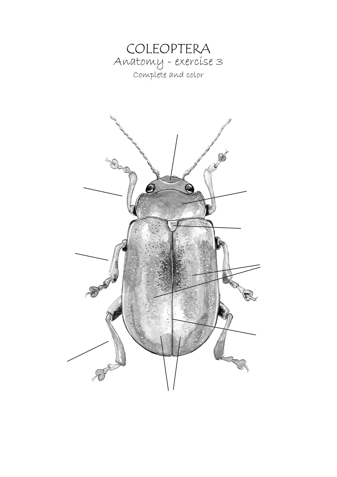 Beetle Anatomy, Homeschool Resources, Montessori Cards, Learning Cards ...