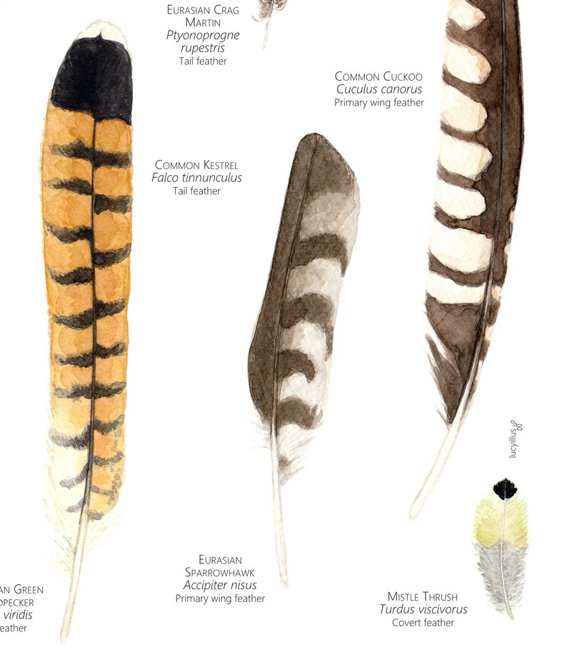 Feather Poster, Bird Print, Bird Illustration, Wall Art, Printable Art ...