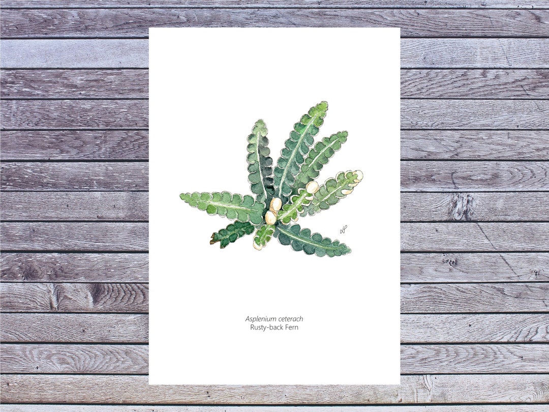 Fern Illustration, Asplenium, Fern Wall Art, Botanical Print, Printable ...