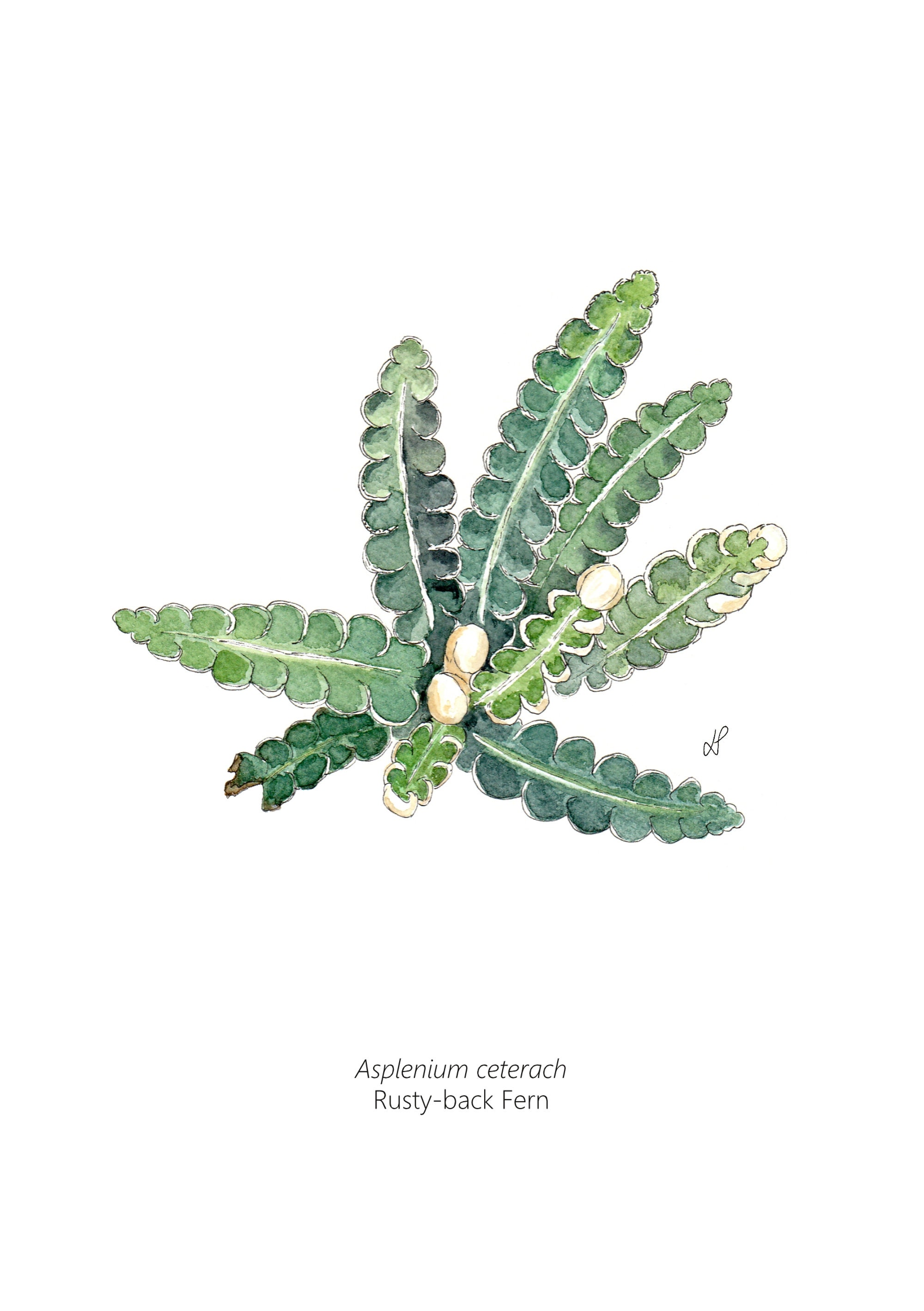 Fern Illustration, Asplenium, Fern Wall Art, Botanical Print, Printable ...