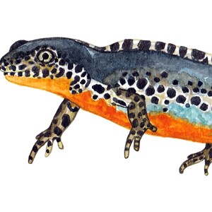 Alpine Newt Print, Amphibious, Wall Art, Amphibian Illustration ...