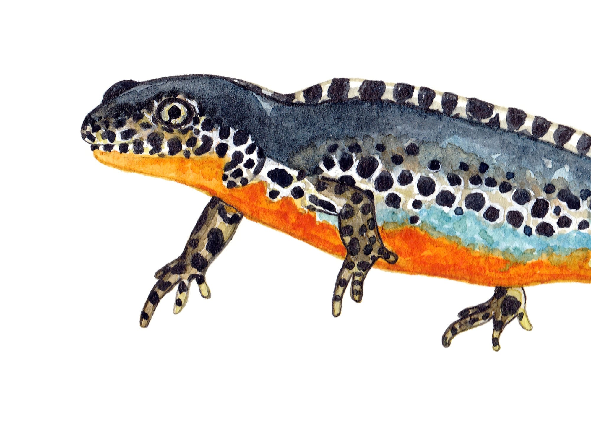 Alpine Newt Print, Amphibious, Wall Art, Amphibian Illustration ...