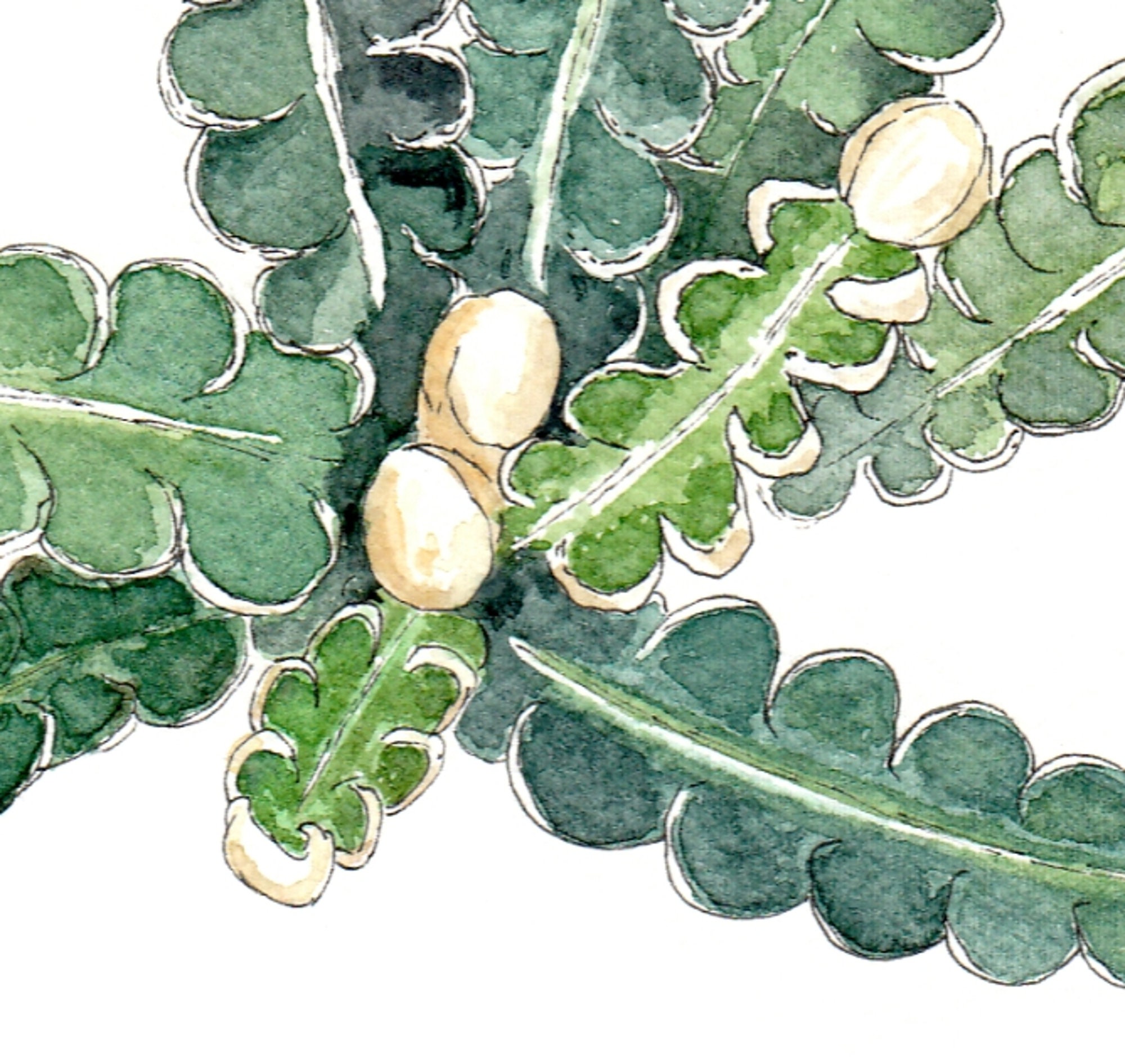 Fern Illustration, Asplenium, Fern Wall Art, Botanical Print, Printable ...