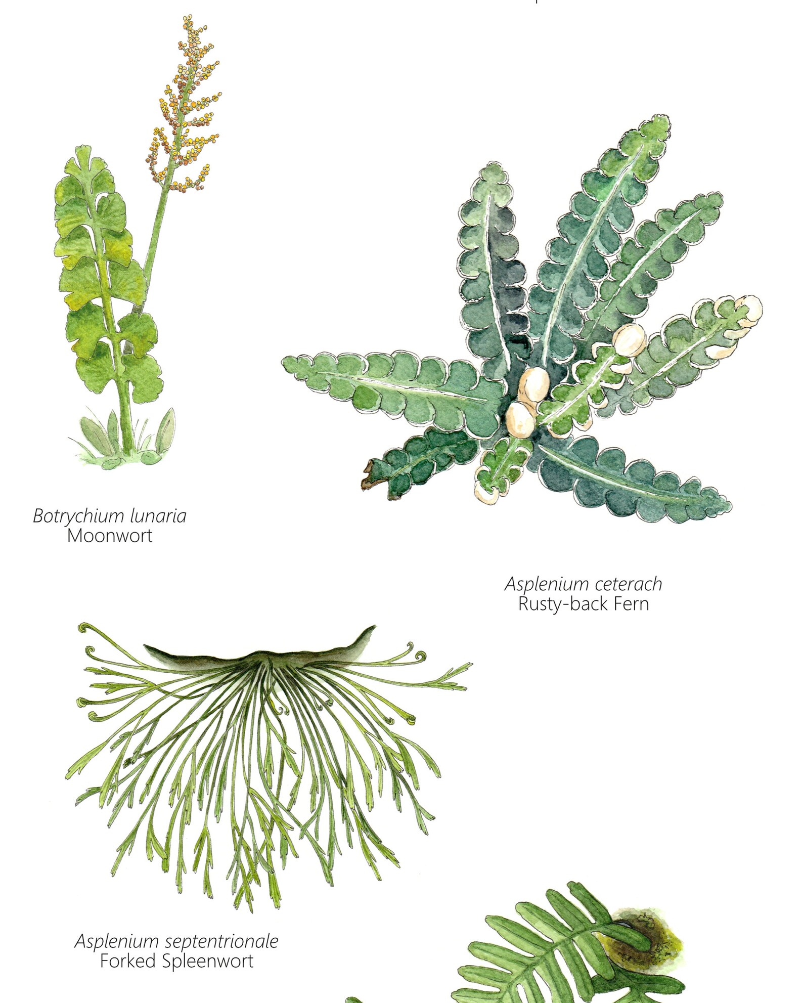 Fern Poster, Wall Art, Fern Print, Plant Printable Art, Digital A3 ...