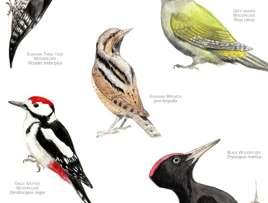 Birds Poster, Woodpeckers Print, Bird Illustration, Wall Art, Digital ...