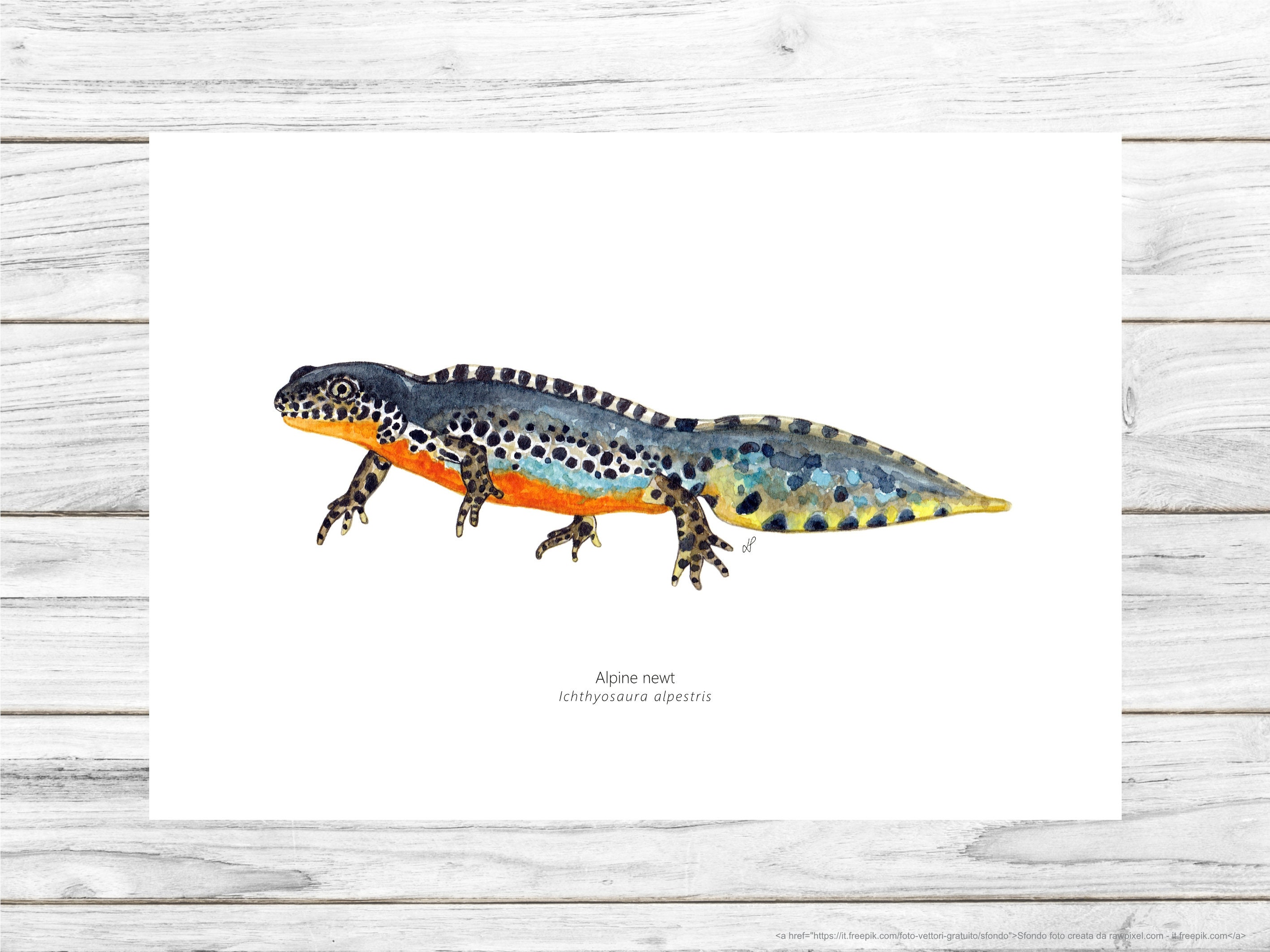 Amphibians Drawings Newt