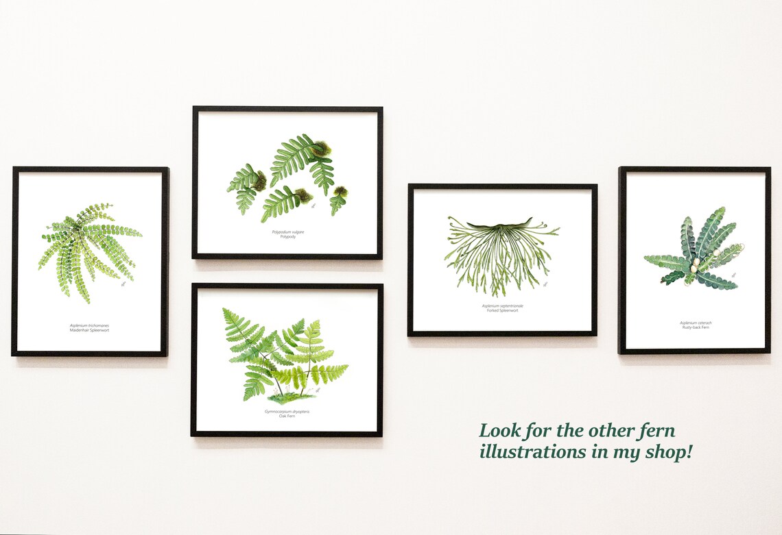 Fern Poster, Wall Art, Fern Print, Plant Printable Art, Digital A3 ...