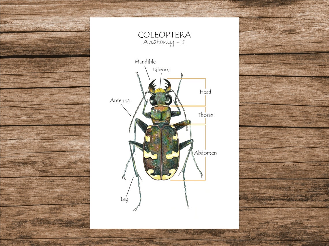 Beetle Anatomy, Homeschool Resources, Montessori Cards, Learning Cards ...