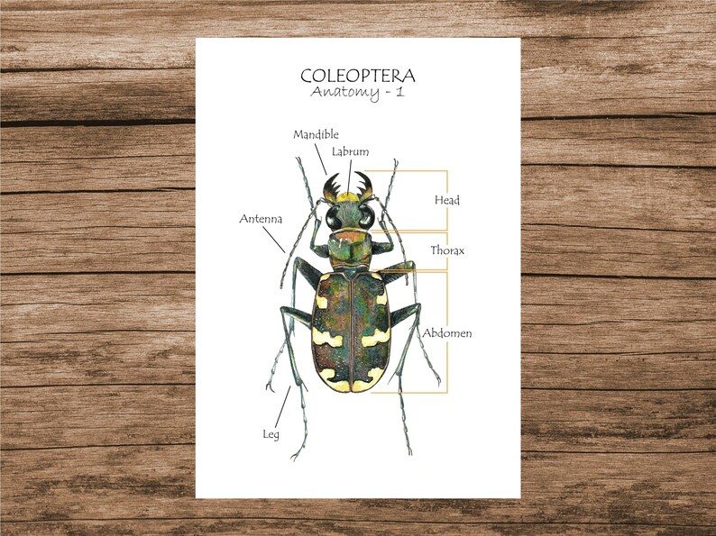 Beetle Anatomy, Homeschool Resources, Montessori Cards, Learning Cards ...