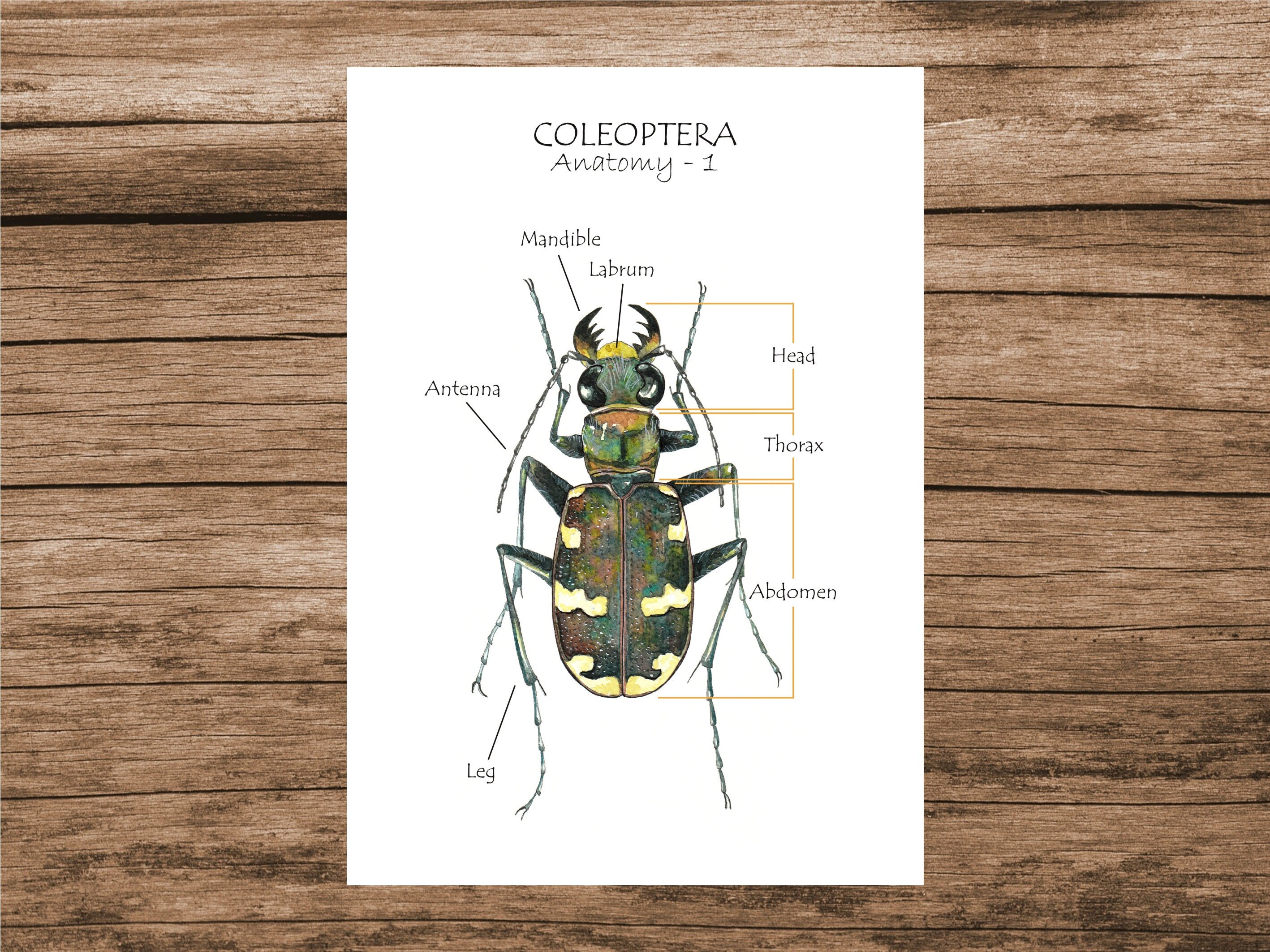 Beetle Anatomy, Homeschool Resources, Montessori Cards, Learning Cards ...