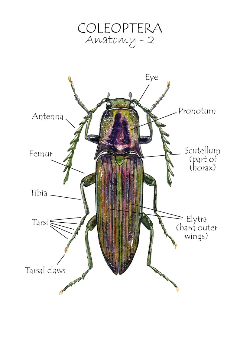 Beetle Anatomy, Homeschool Resources, Montessori Cards, Learning Cards ...