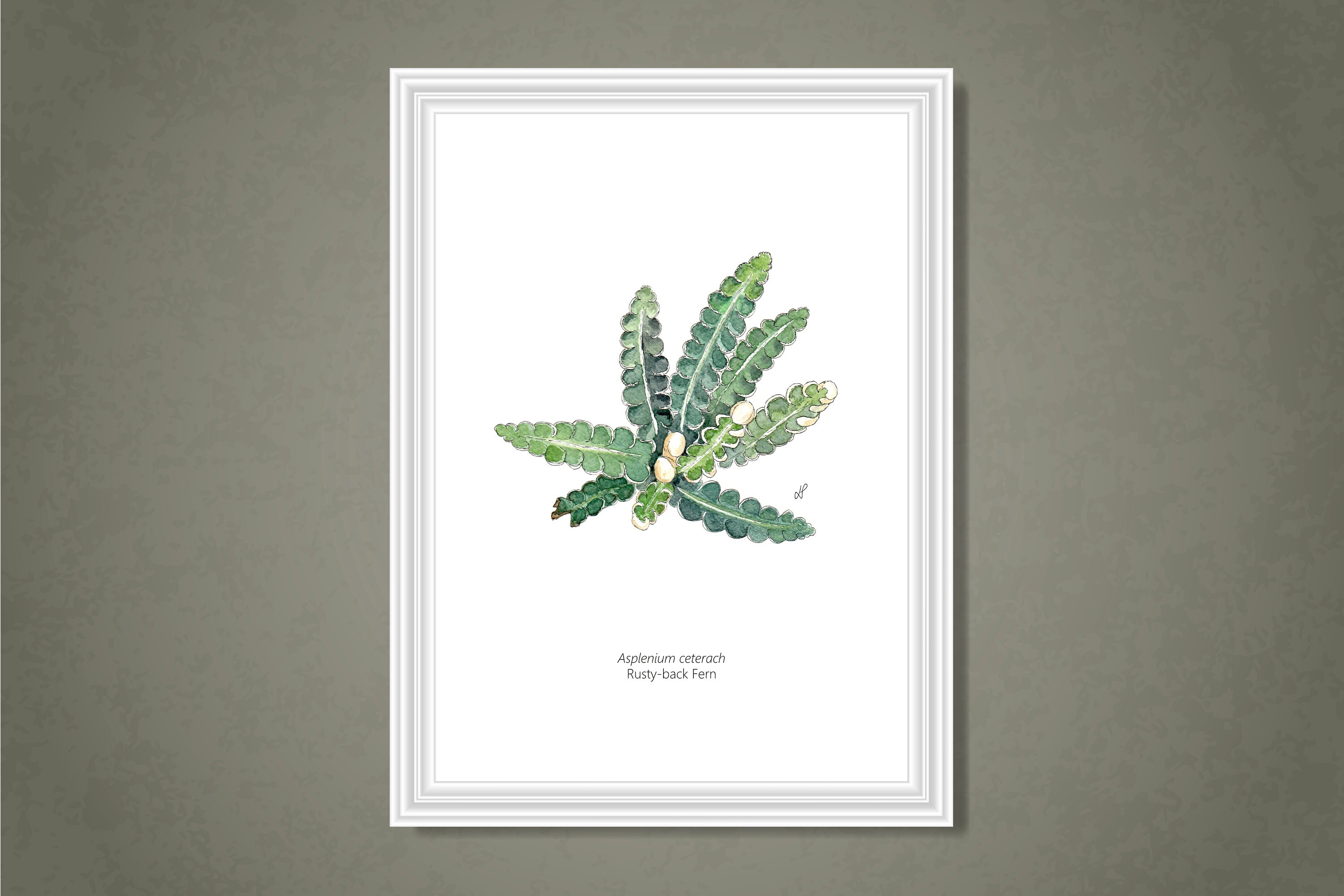 Fern Illustration Asplenium Fern Wall Art Botanical Print - Etsy