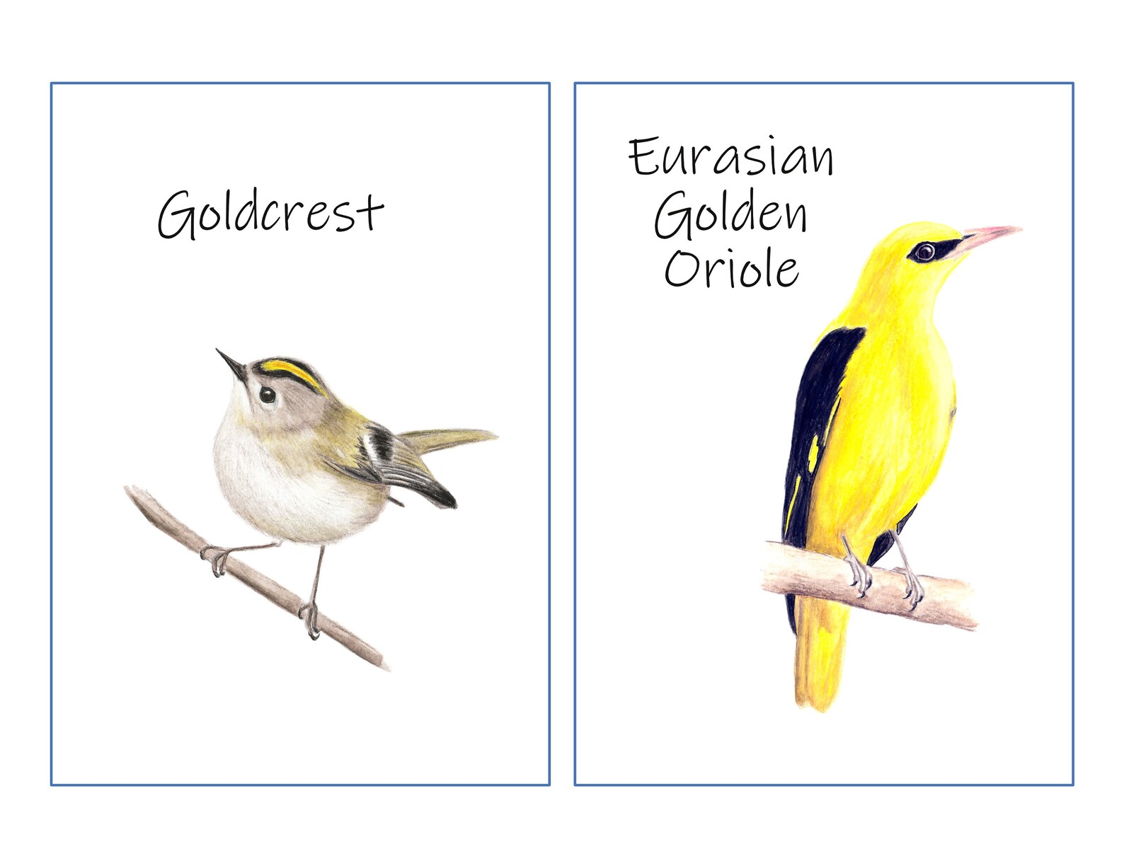 LARGE OUTDOOR Nature Memory Card Game, Birds, Children Game, Printable ...