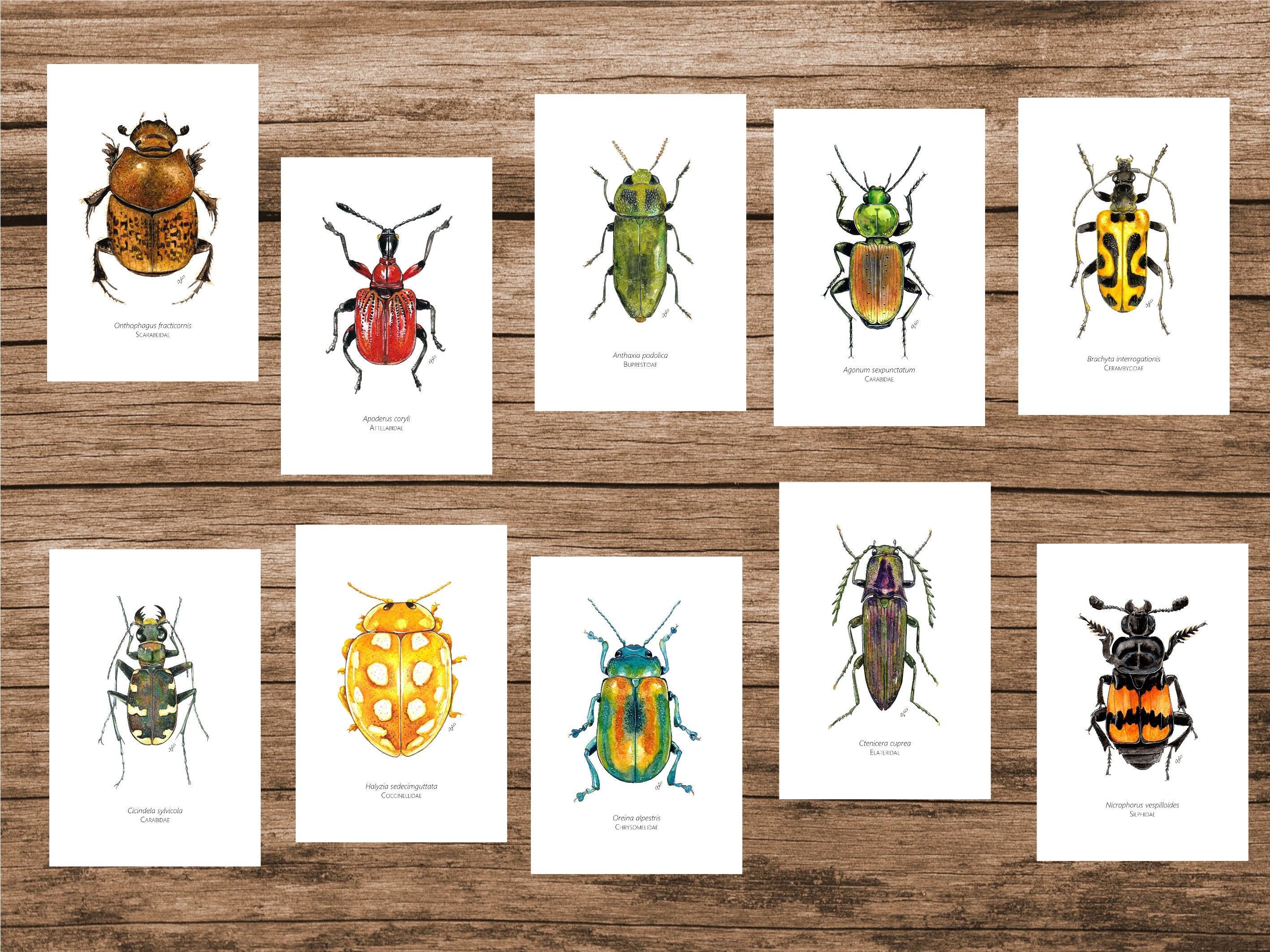 Nature Postcards, Insect Postcard, Insect Print, Watercolour ...