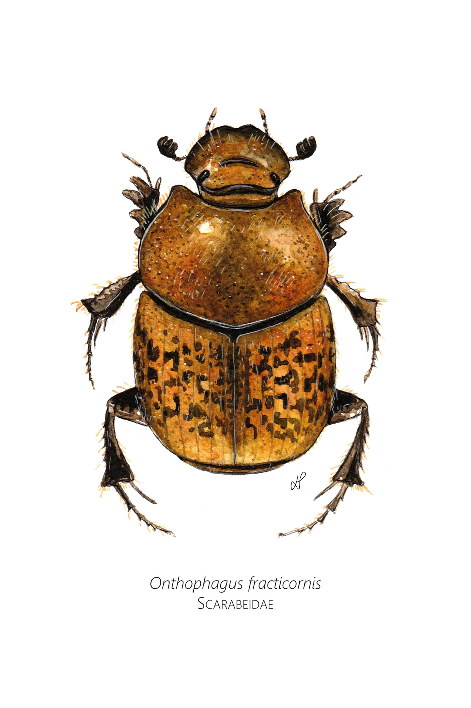 Nature Postcards, Insect Postcard, Insect Print, Watercolour ...