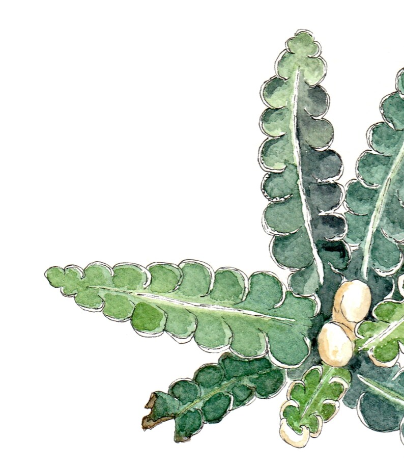 Fern Illustration Asplenium Fern Wall Art Botanical Print - Etsy