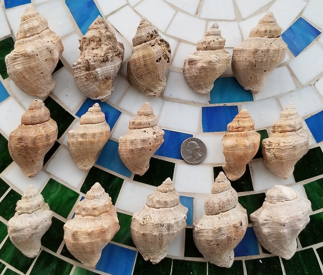 King Crown Conch Shell Assortment From Gulf of Mexico - Etsy