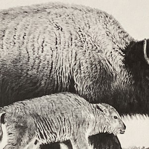 Buffalo , #183, and Numbered Pencil Sketch, by Bob Bresnahan - Etsy