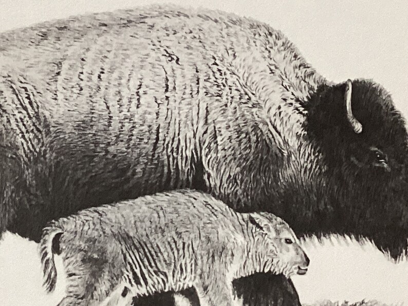 Buffalo , #183, and Numbered Pencil Sketch, by Bob Bresnahan - Etsy