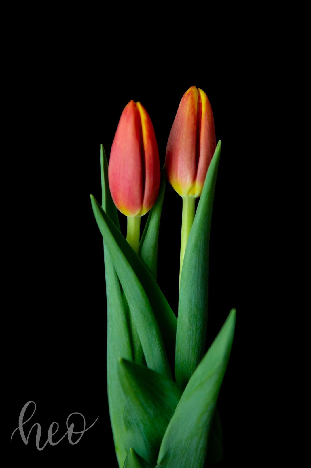Pearlized Blank Card From the Tulip Project: Day Ninety-six - Etsy
