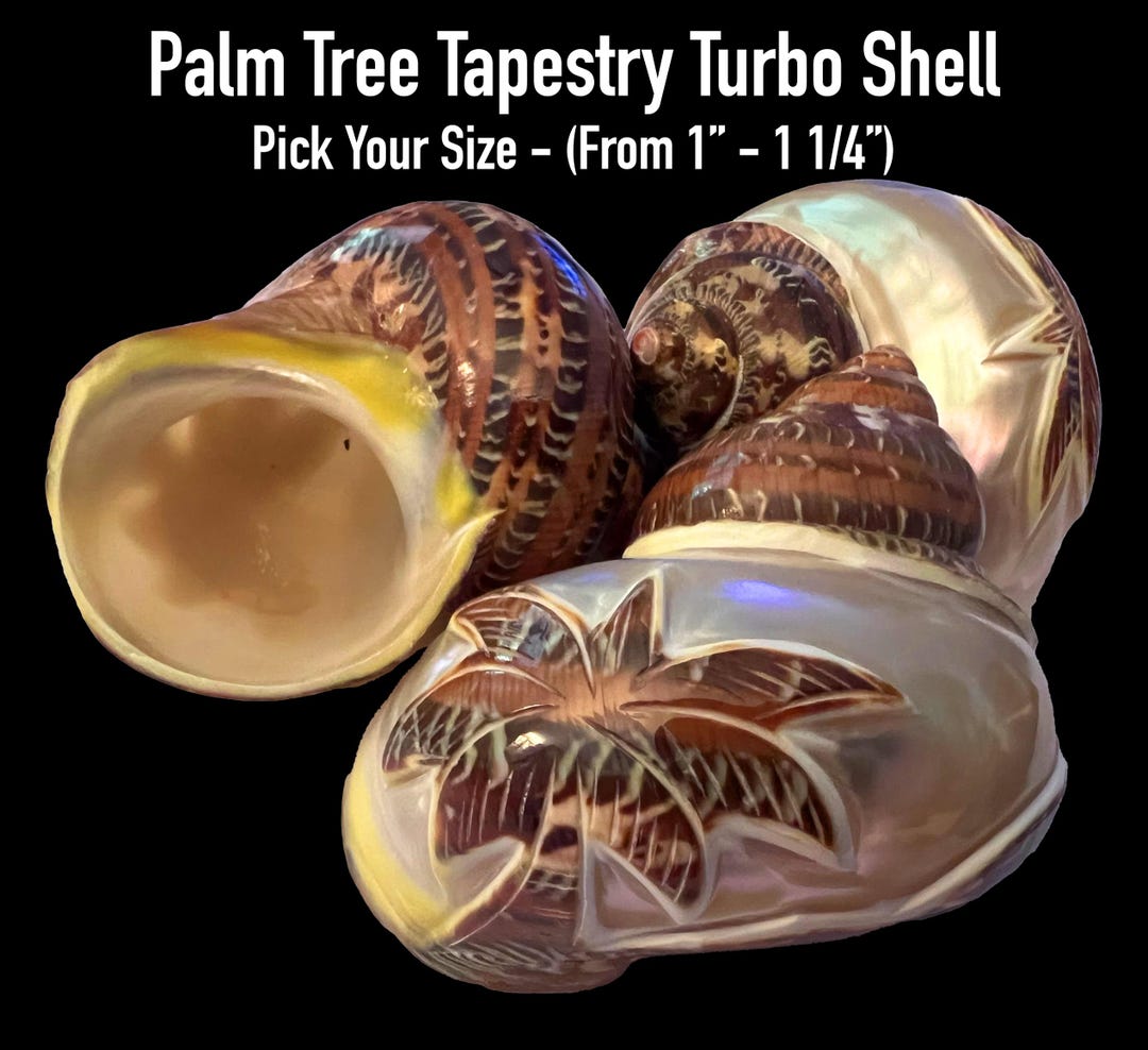 Palm Tree Tapestry Turbo Shells (hermit Crab Shell - Opening Sizes From ...