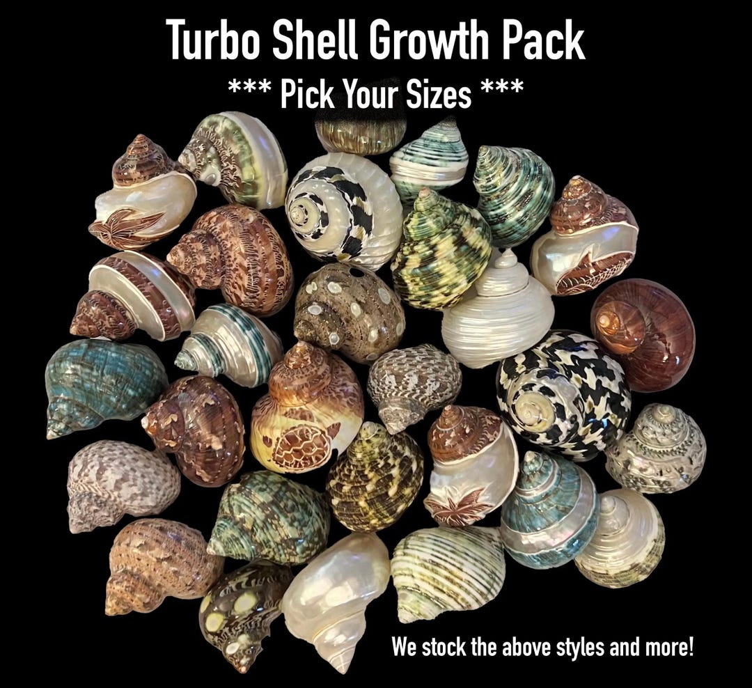Turbo Shells Pack - Hermit Crab Shell Growth Pack - Etsy