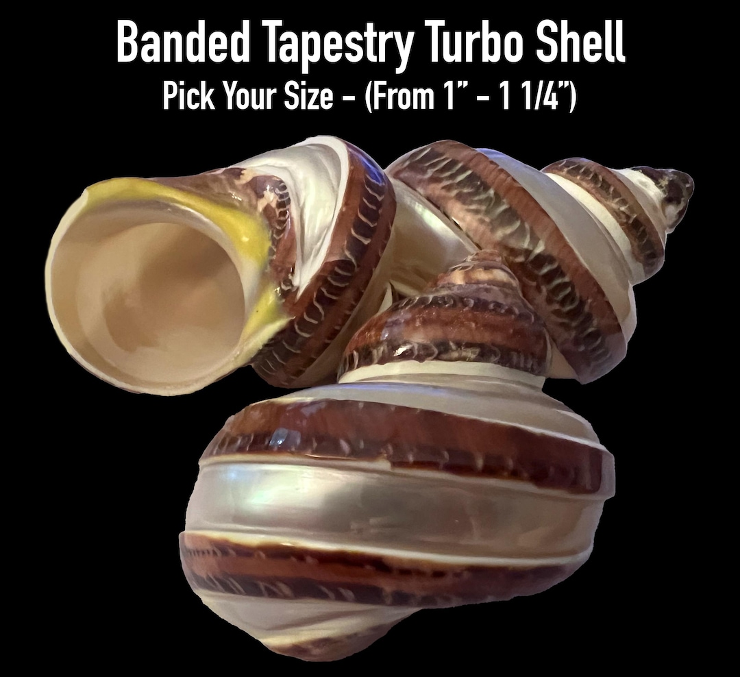 Banded Tapestry Turbo Shells (hermit Crab Shell - Opening Sizes From 1 ...
