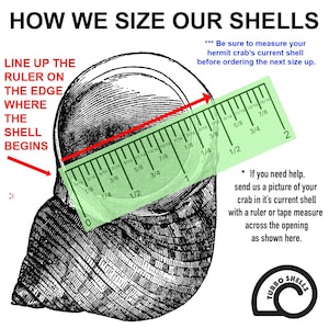 Turbo Shells Pack - Hermit Crab Shell Growth Pack - Etsy