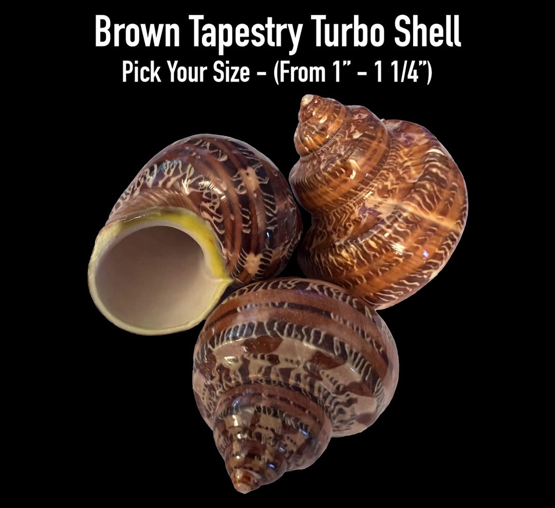 Brown Tapestry Turbo Shells (hermit Crab Shell - Opening Sizes From 1 ...