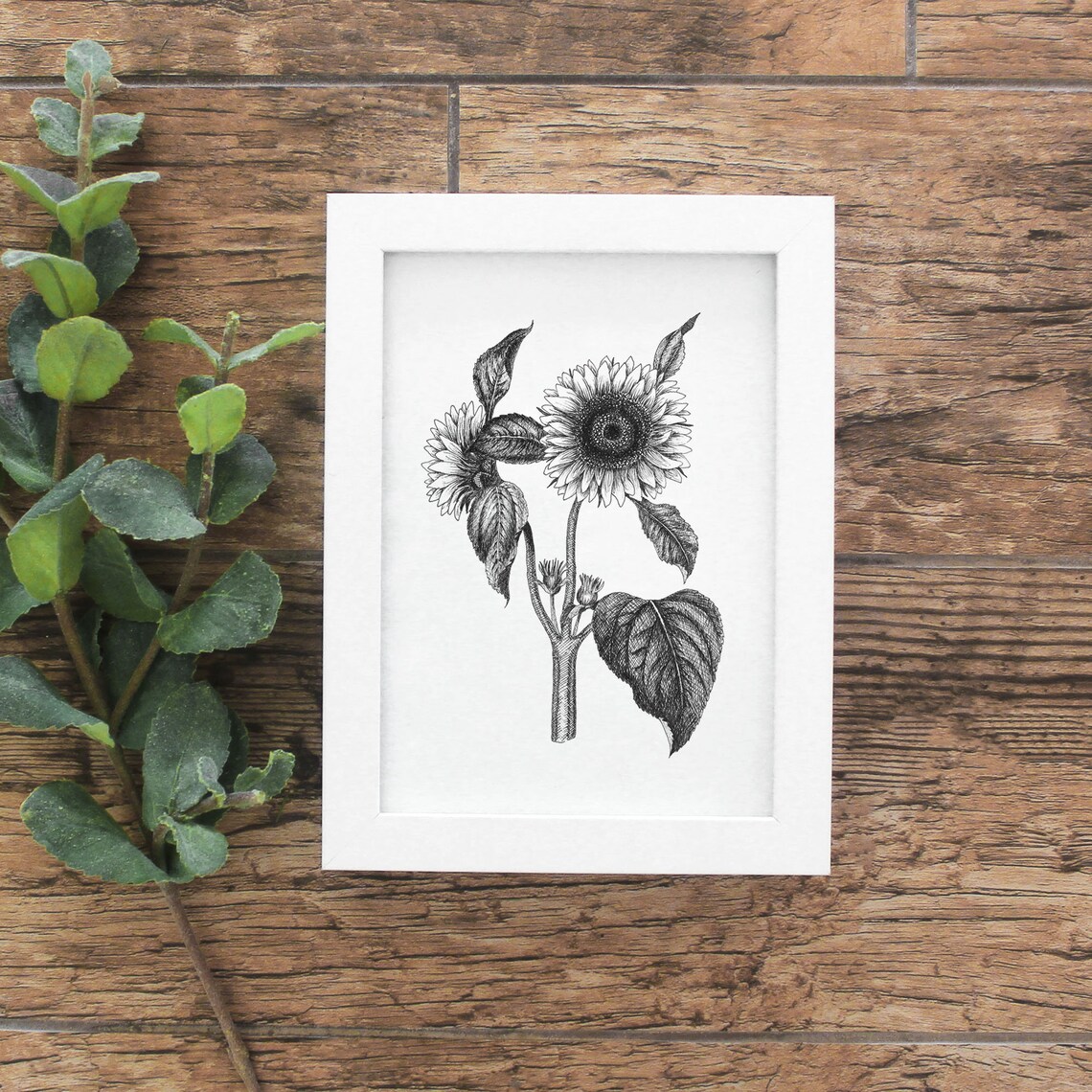 Sunflower Botanical Illustration Botanical Wall Art Black - Etsy
