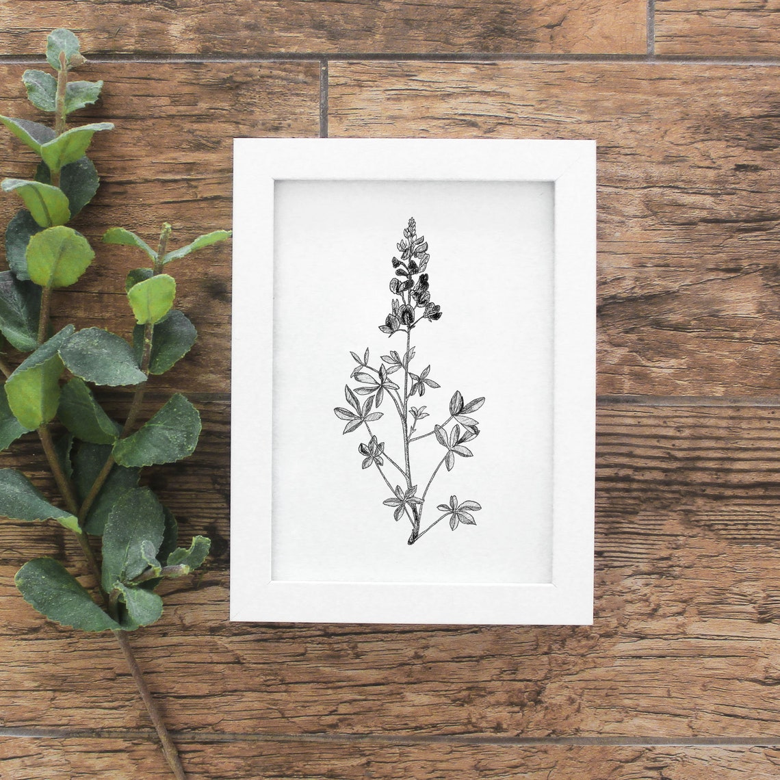 Bluebonnet Botanical Illustration Botanical Wall Art Black - Etsy