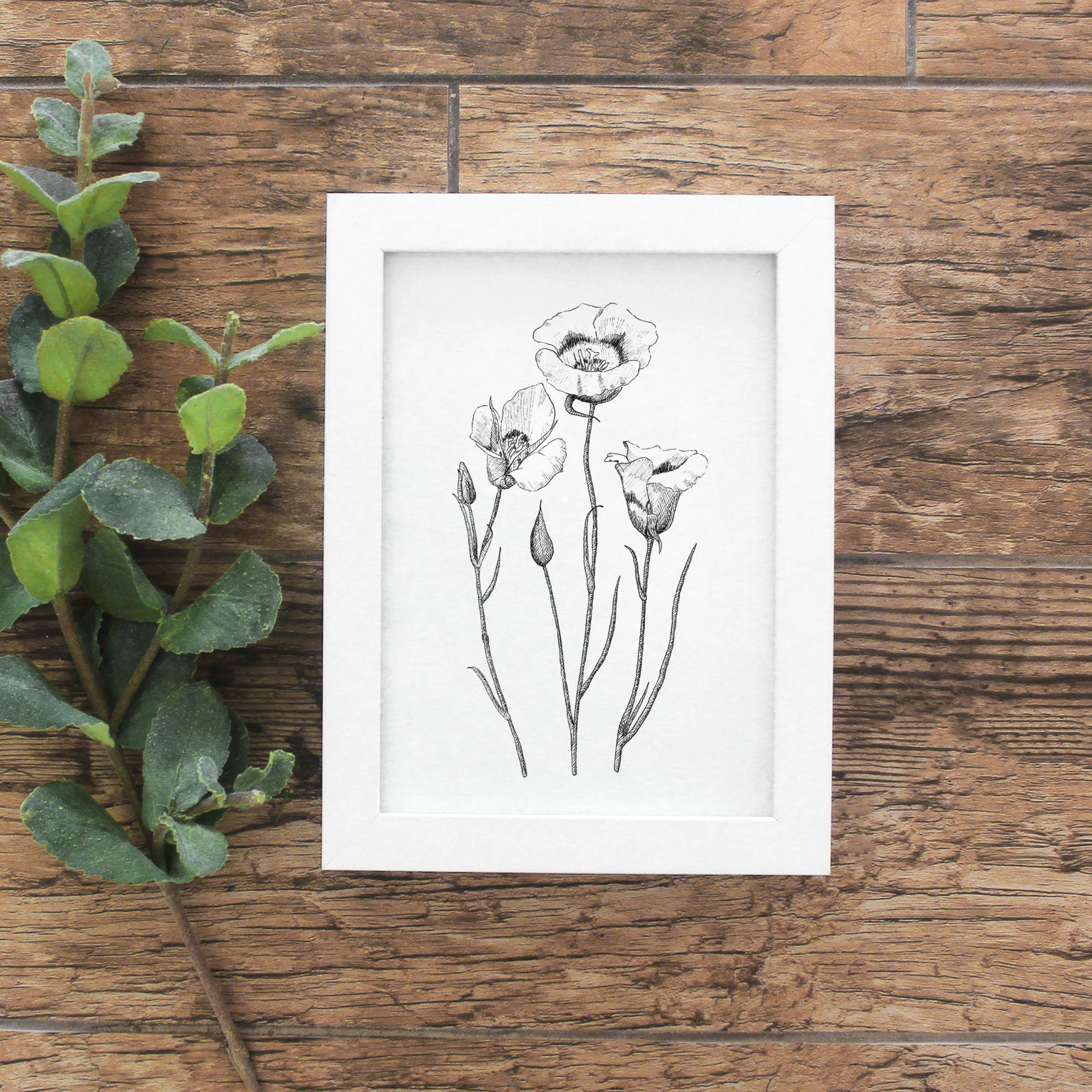 Sego Lily Botanical Illustration Botanical Wall Art Black - Etsy