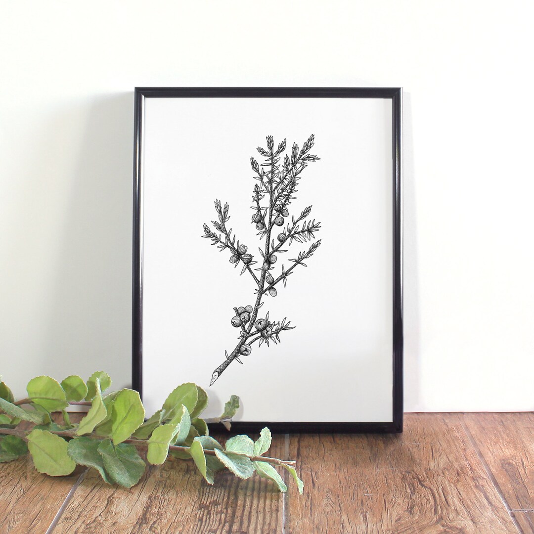 Juniper Botanical Illustration, Botanical Wall Art, Black and White ...