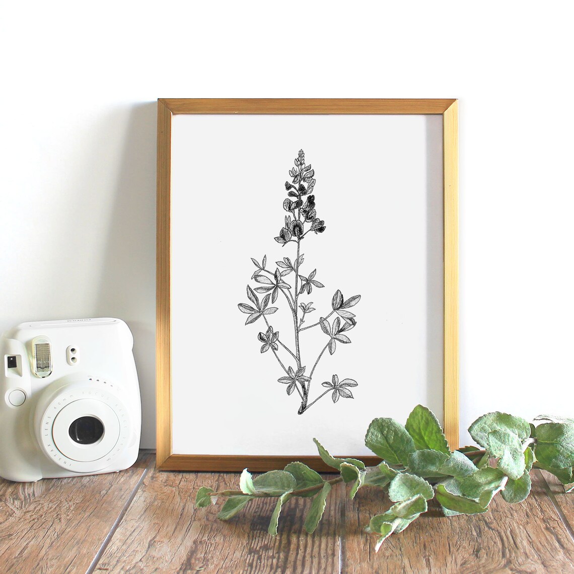 Bluebonnet Botanical Illustration Botanical Wall Art Black - Etsy