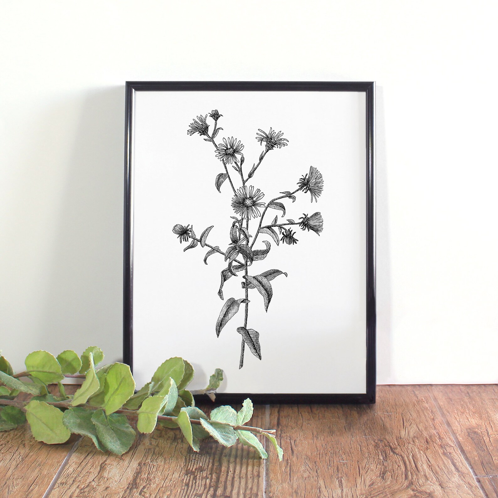 Aster Botanical Illustration Botanical Wall Art Black and - Etsy