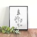 Bluebonnet Botanical Illustration Botanical Wall Art Black | Etsy